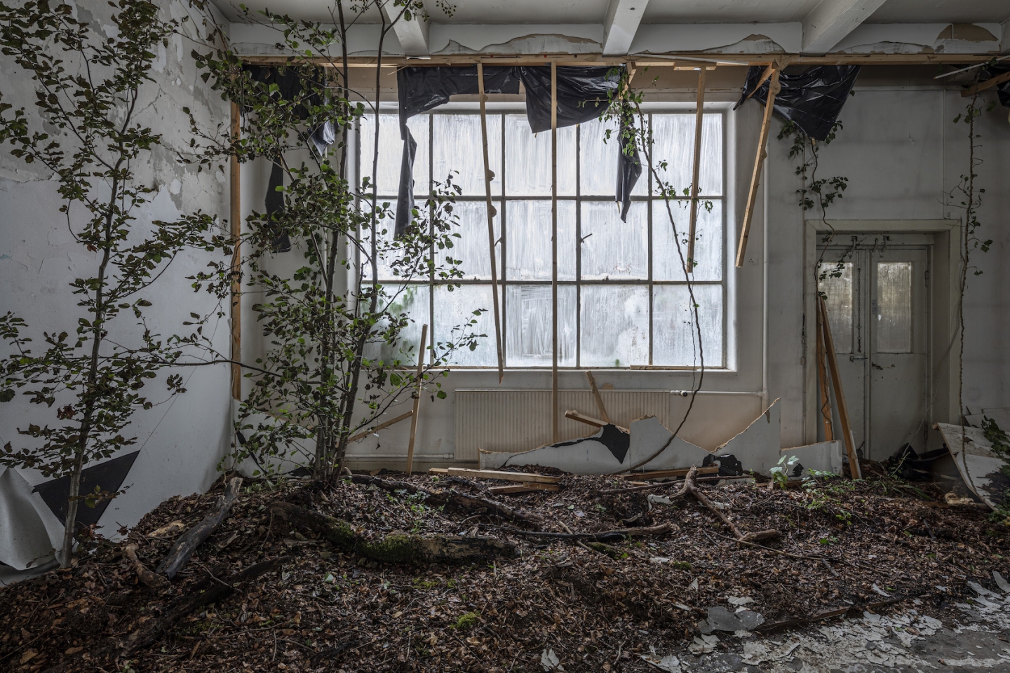 Rune Bosse: The Trail or Time Between Trees - Overgaden